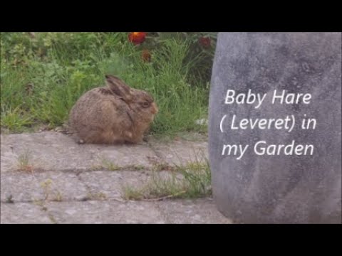 Baby Hare (Leveret) in my Garden - YouTube