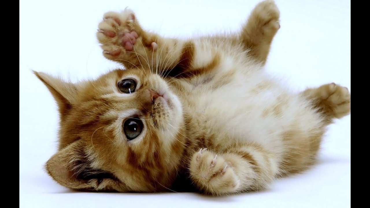 Funny Cat Family - Smol Floof Kitty Compilation 2019 | Smol Floofer ...