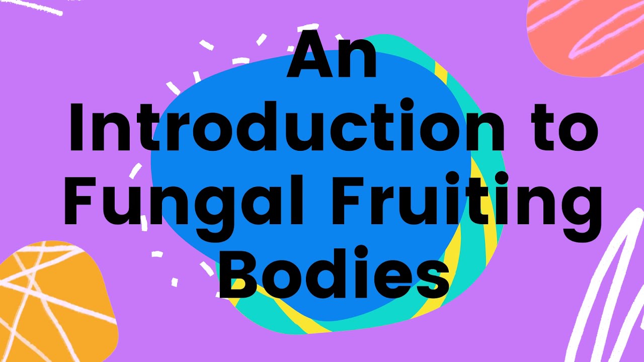 An introduction to fungal fruiting bodies - YouTube