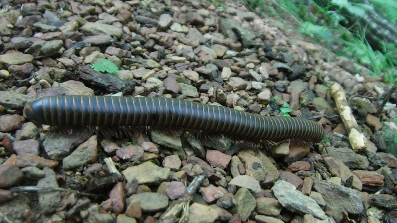 North American Giant Millipede APPALACHIAN TRAIL - YouTube