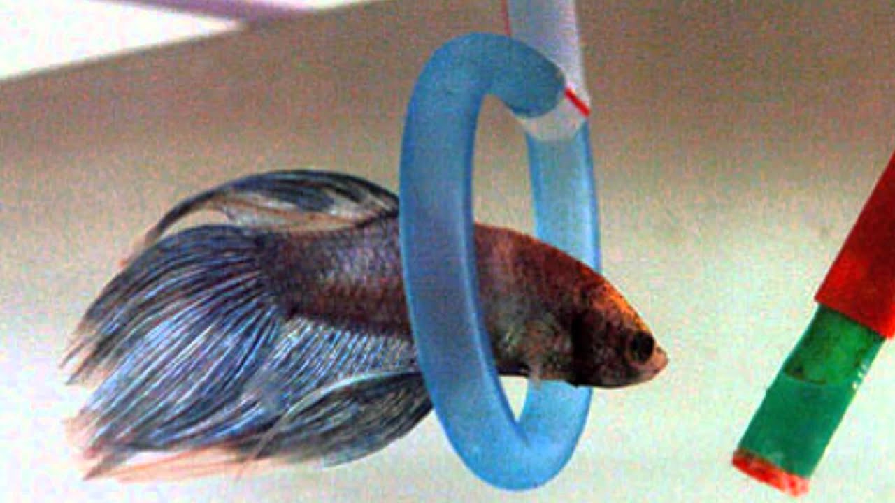 SCTA presents- How to train fish - YouTube