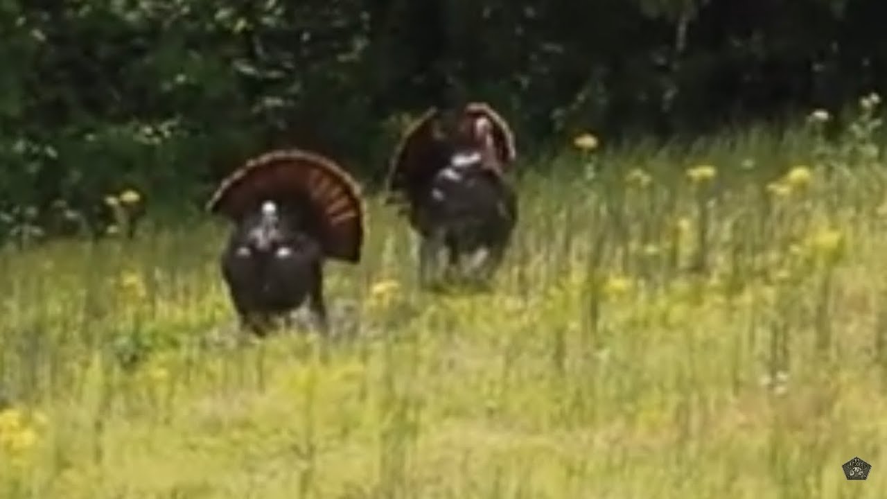 Adams Indiana Ivy Turkey Tour - YouTube