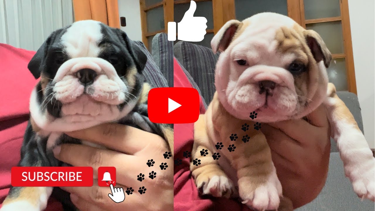 BEBES BULLDOG INGLES JUGANDO PARTE 2 - YouTube