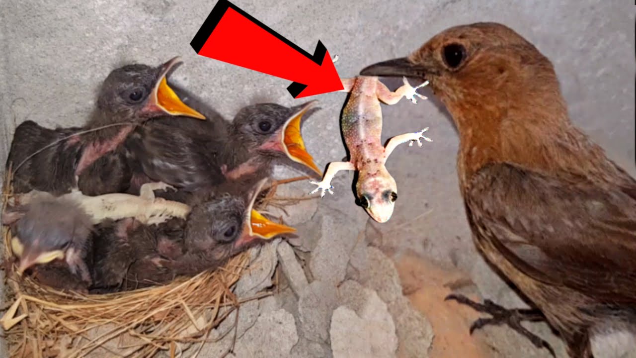 Mother Bird Catches Lizard to Feed Chirping Chicks in Nest - YouTube