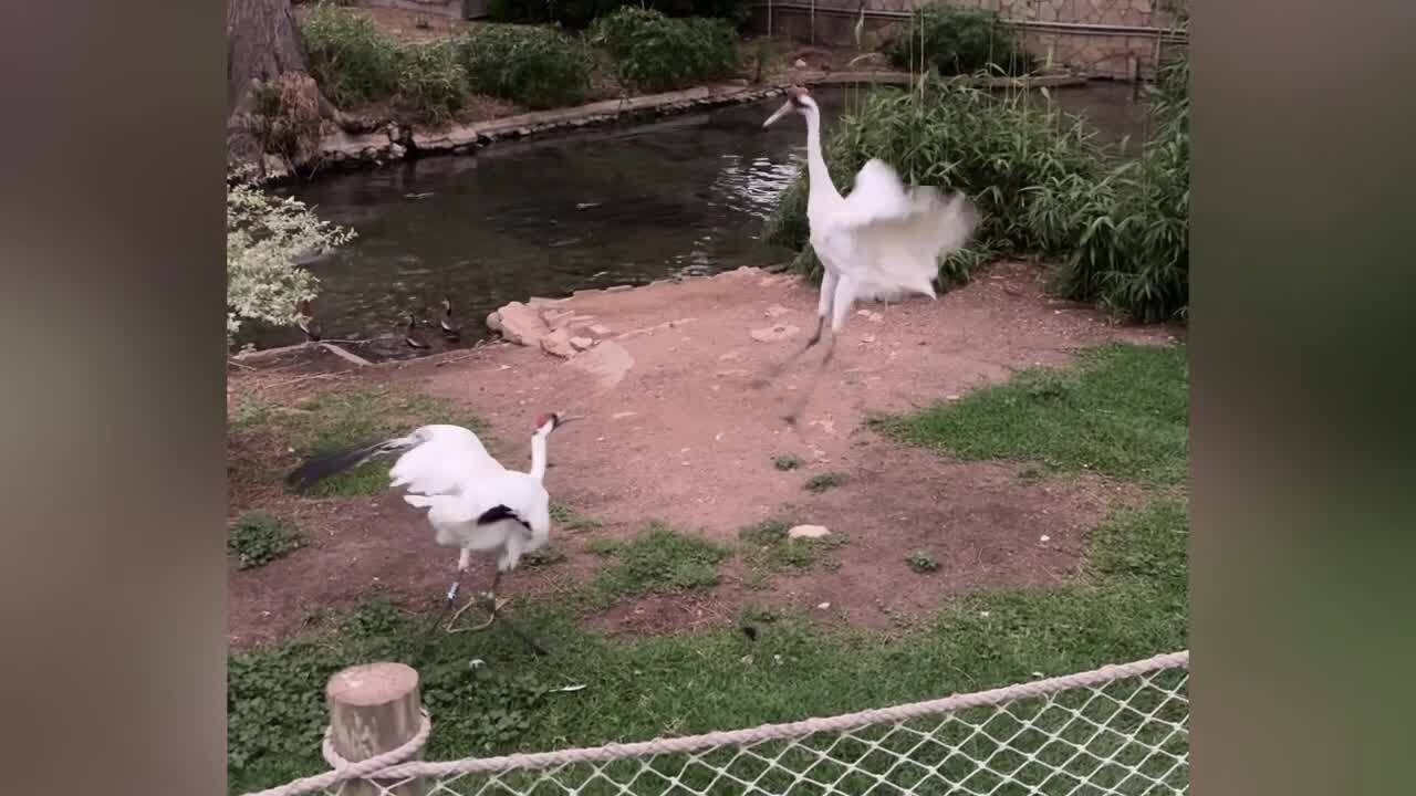 San Antonio Zoo Animals React to Total Solar Eclipse - YouTube