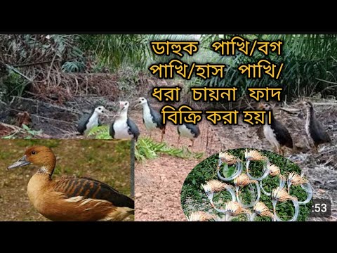 dahuk pakhi dhora fat.waterhen dahuk bird trap.duck bird trap.dahuk ...
