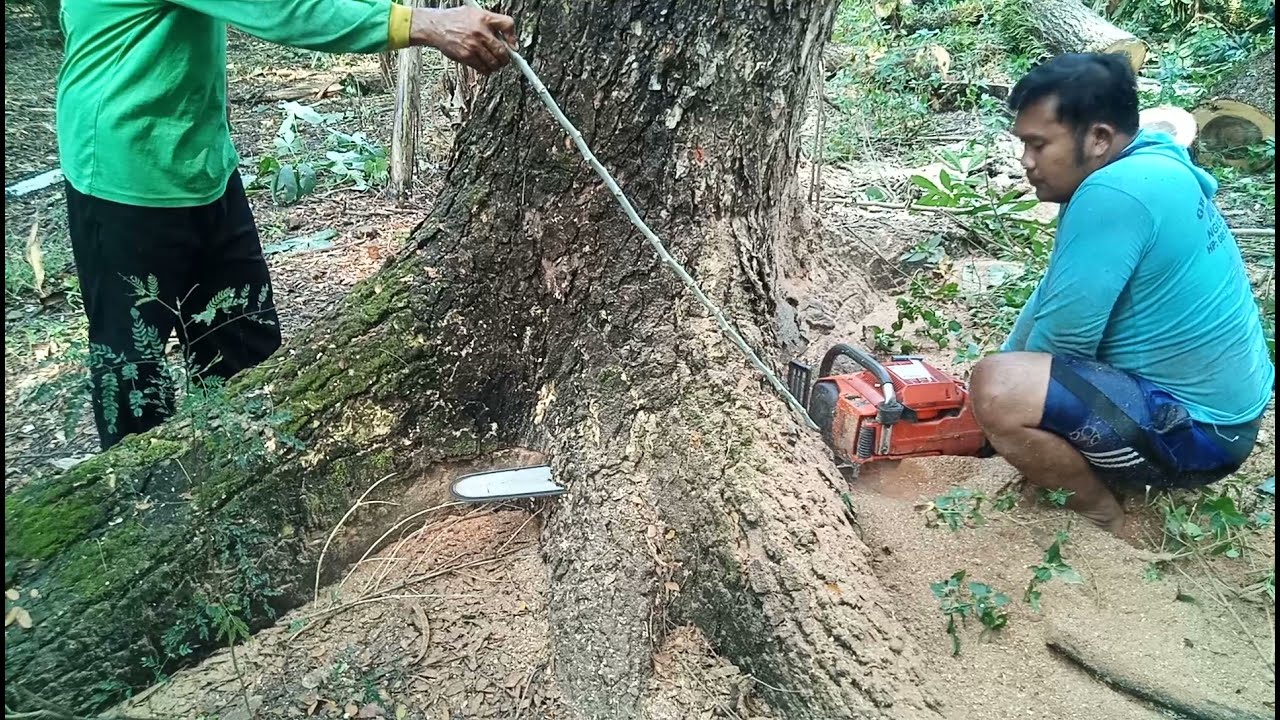 awesome tree cutting technique, husqvarna 3120xp - YouTube