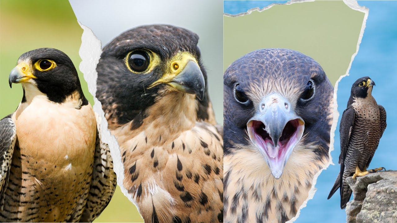 ¡Halcón Peregrino: El Rey de los Cielos 🤯 🔥😱#animals #aves #halcones ...