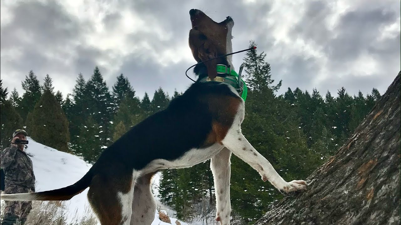 A day in the life of hound hunting - YouTube