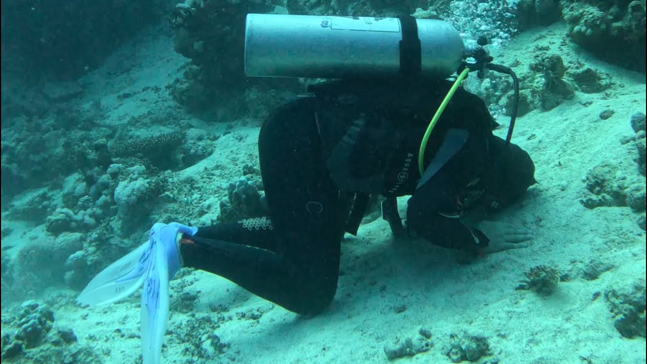 🌊🤿🕋 - YouTube