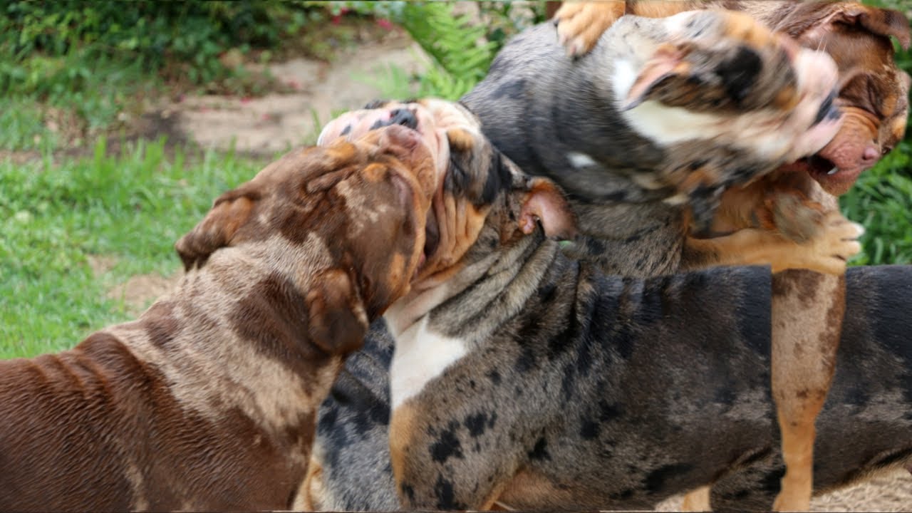 INTENSE BULLDOG FIGHT | OLDE ENGLISH BULLDOG 🐶 - YouTube