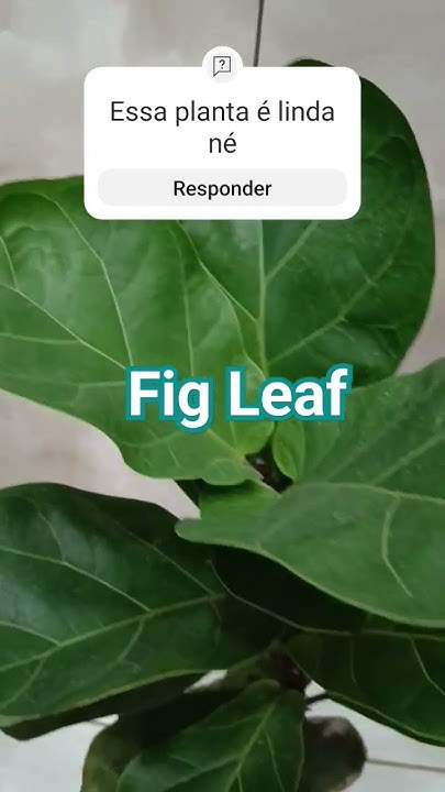 #shorts Ficus Lyrata recuperada - YouTube