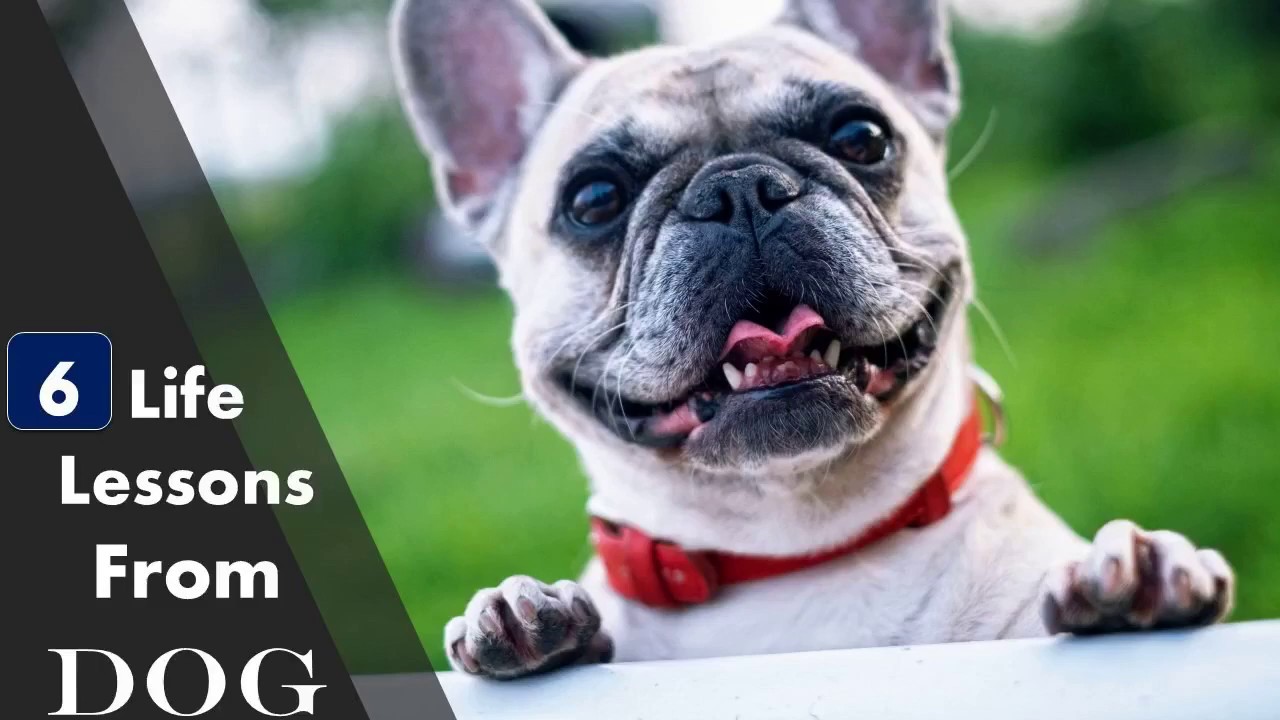 6 Life lessons from DOG - YouTube
