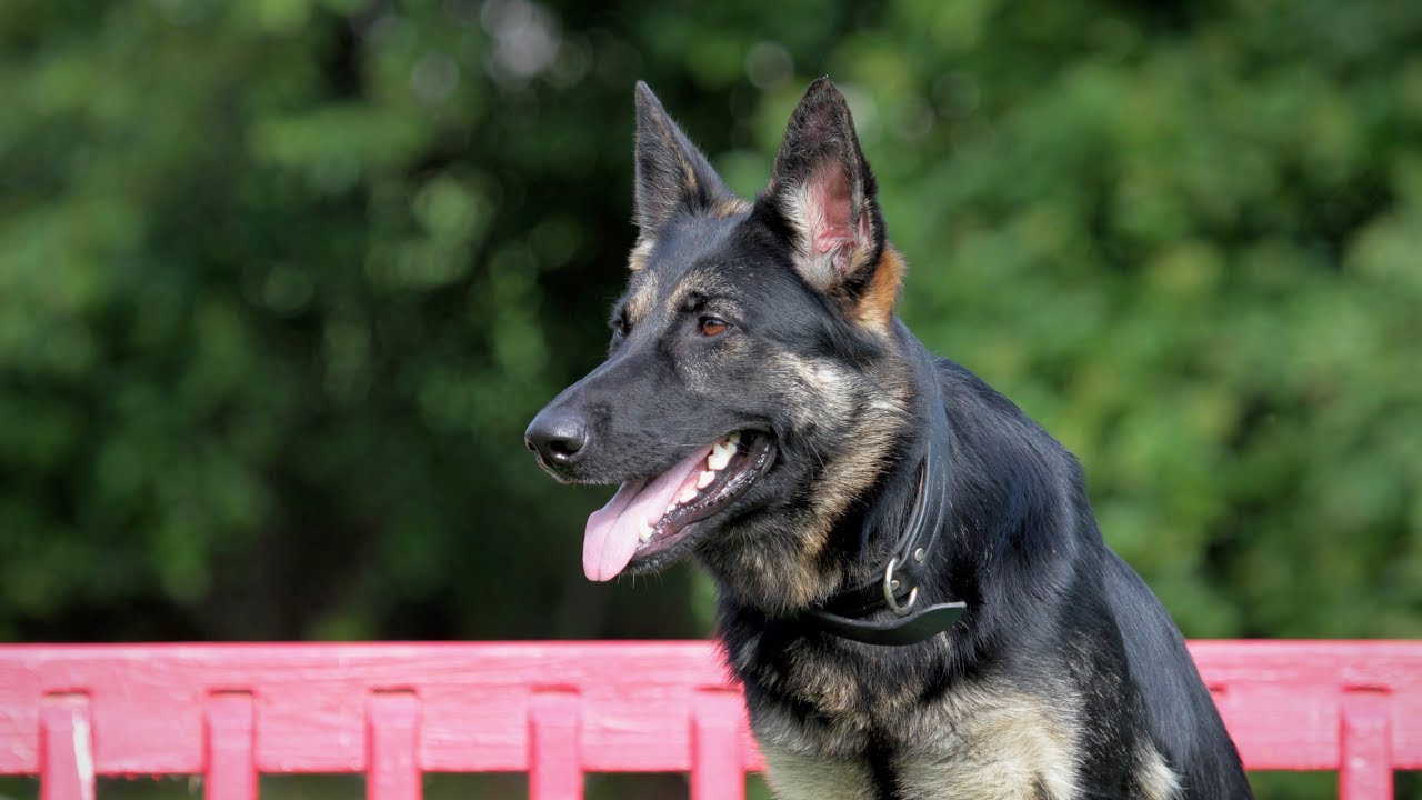 What s The Most Effective Dog Training Method YouTube what-s-the-most-effective-dog-training-method-youtube