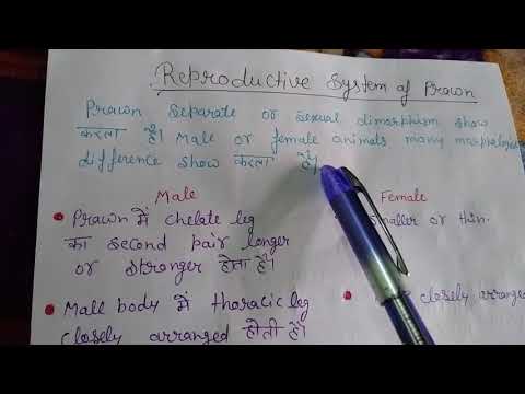 Reproductive system of prawn - YouTube