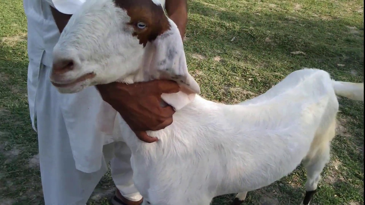 Rajan pori cross brown and white Bakra for sale on movashimandi.com ...