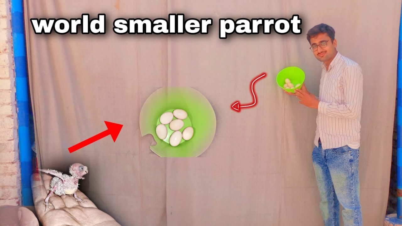 Rescue Budgies parrot 🦜 | World Smallest Parrot | - YouTube