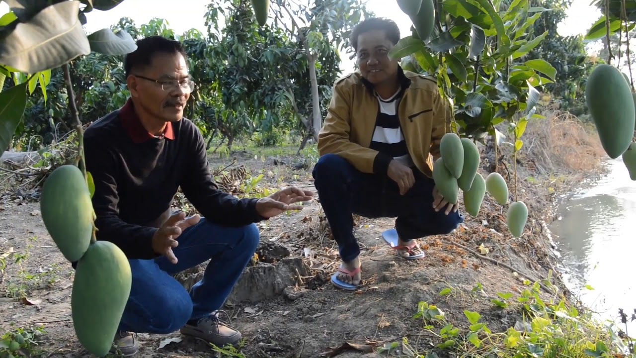 SWEET CATIMON MANGO FARM TOUR (FARM NI KA JUN) - YouTube