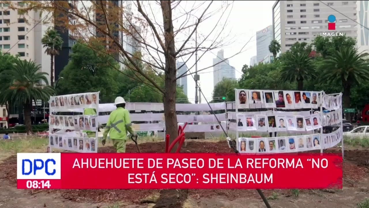 Ahuehuete de Reforma “no está seco”: Sheinbaum | De Pisa y Corre - YouTube