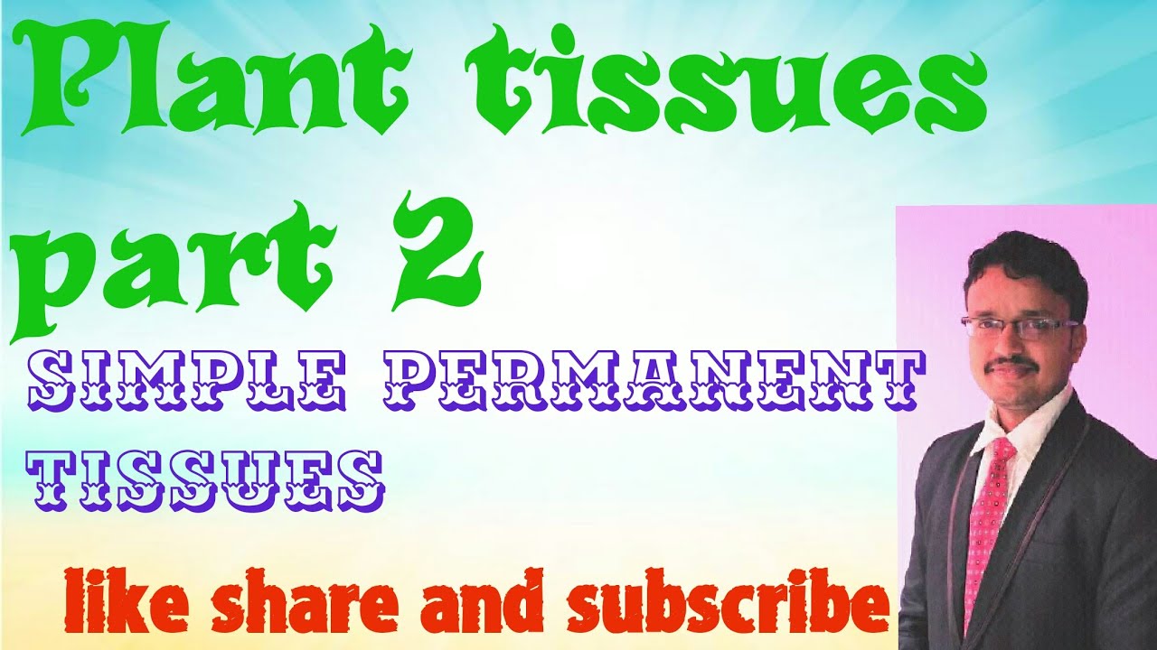 Tissue Simple Permanent YouTube tissue-simple-permanent-youtube