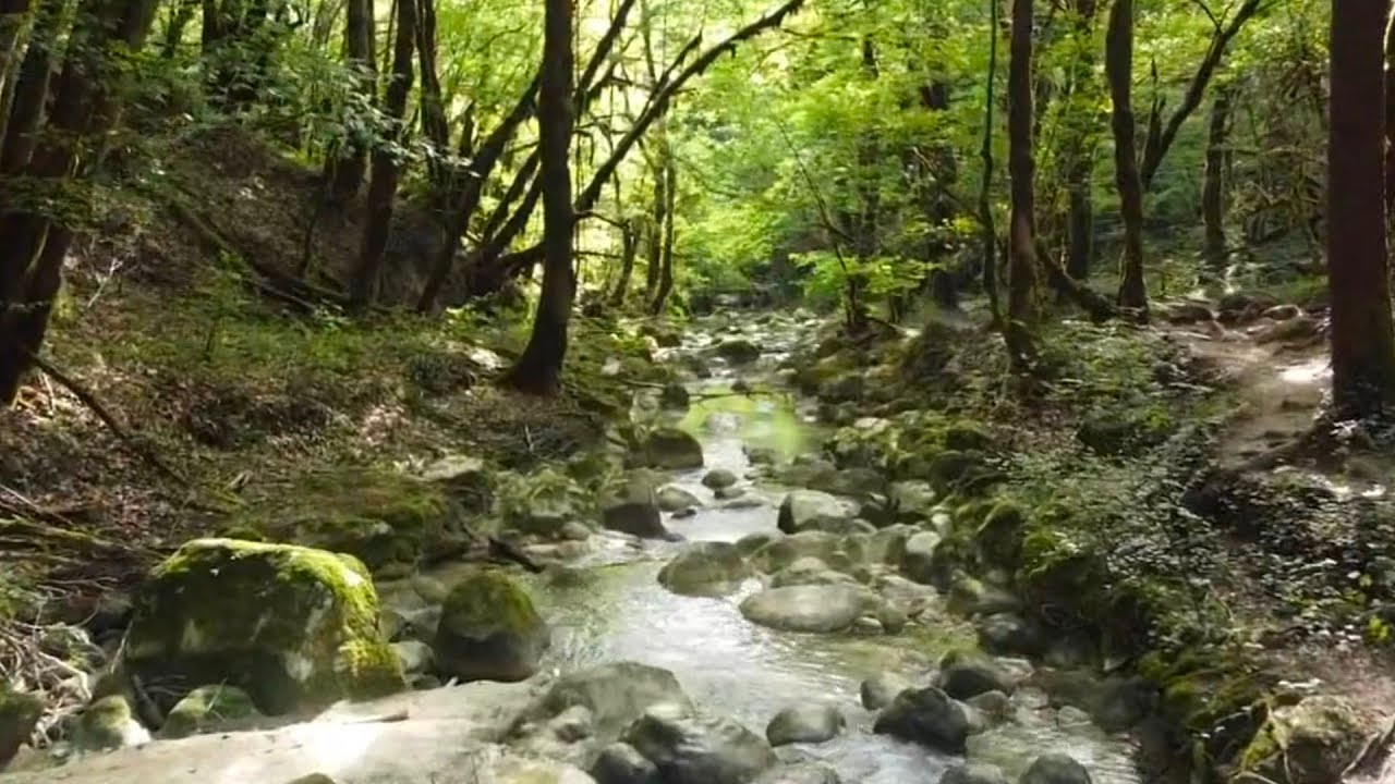 CINEMATIC ALAM | Estetik Alam | sinematik Alam | Nature Video | - YouTube