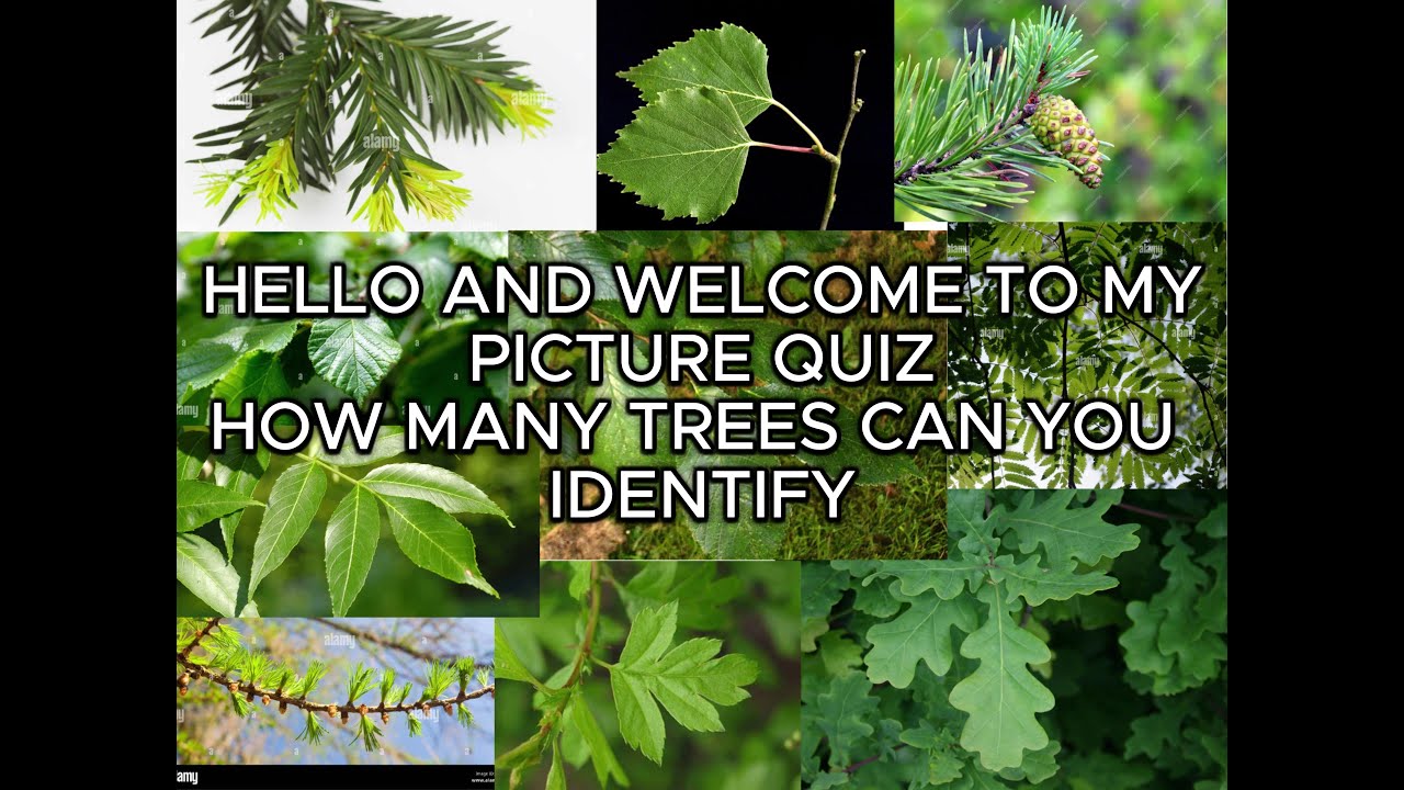 PICTURE QUIZ ON BRITISH TREES. NAME THAT TREE - YouTube