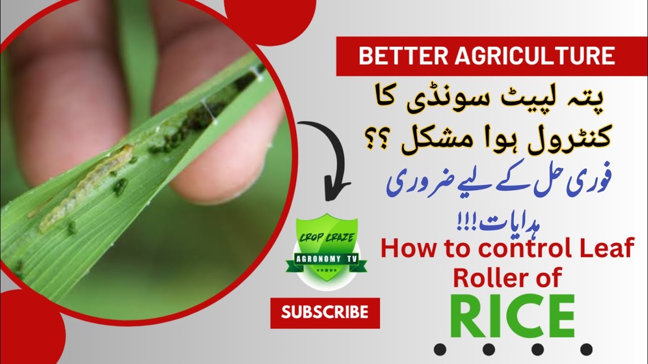 Effective Control of Rice Leaf Roller || Crop Craze || Agronomy TV - YouTube