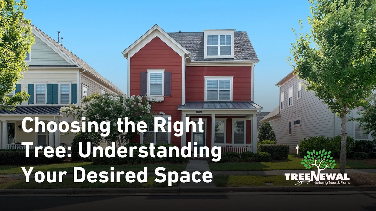 Choosing the Right Tree Understanding Your Desired Space - YouTube