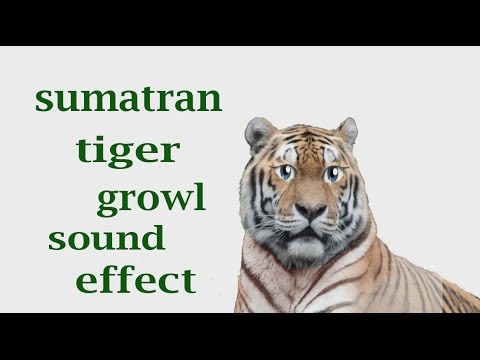 Sumatran Tiger Growling Sound Effect / Sound Effect / Animation - YouTube