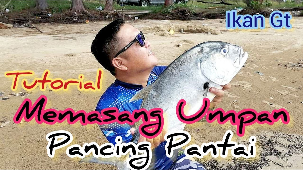 TUTORIAL CARA MEMASANG UMPAN PANCING PANTAI UNTUK IKAN GT OLEH SIPO GRY ...