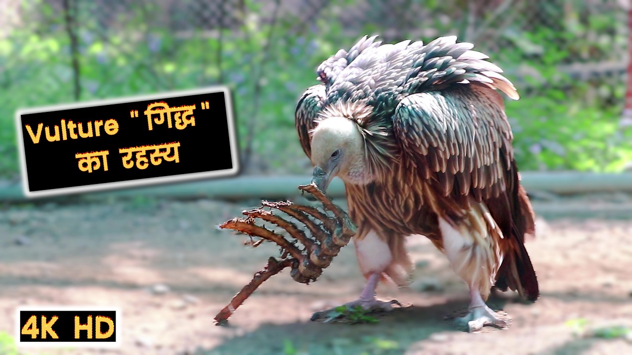Vulture Birds Facts | गिद्ध पक्षी फैक्ट | Giddh Pakshi | जटायु पक्षी ...