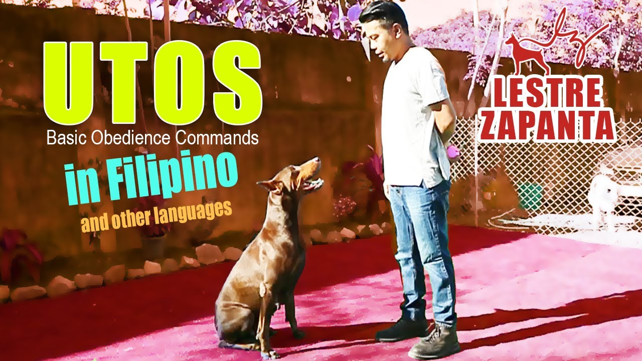 UTOS: Basic Obedience Commands in Filipino and other languages l Lestre ...