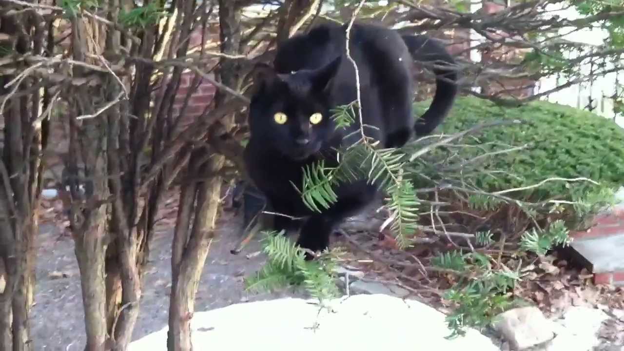 Angry Cat Encounter, Yikes! - YouTube