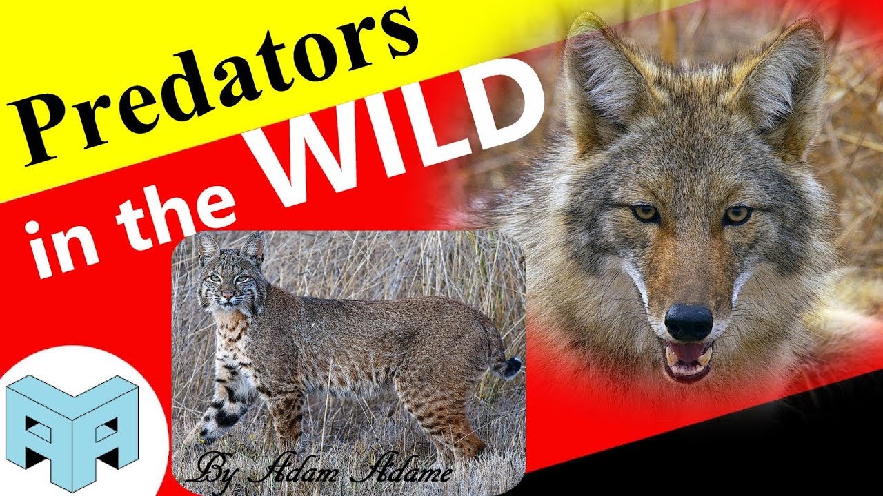 Predators in the WILD - YouTube