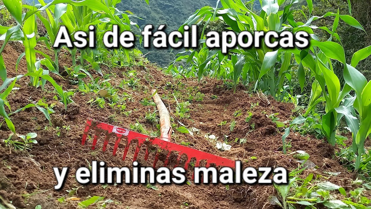 ¿Cómo usar un rastrillo metalico manual para arar, aporcar y quitar la ...