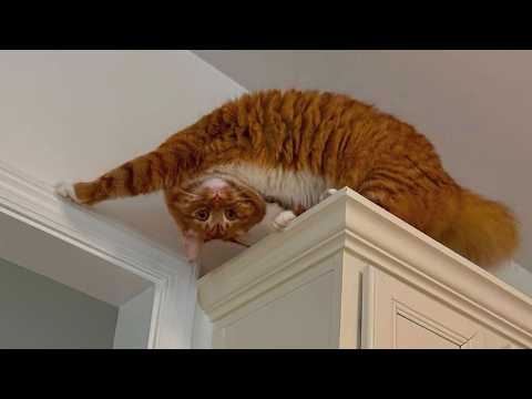 Hilarious Cats Decide Normal Is Not an Option 🤣 Funny Cat Videos 2026