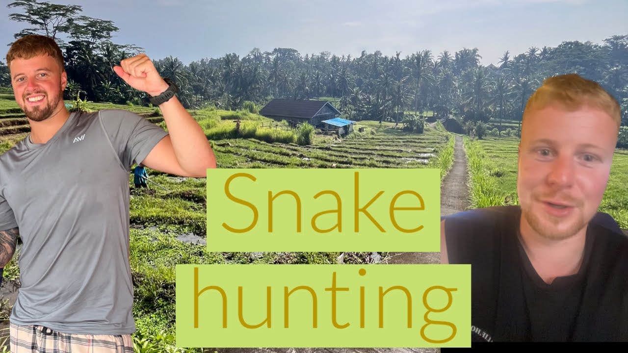 Hunting SNAKES in BALI rice fields! - YouTube