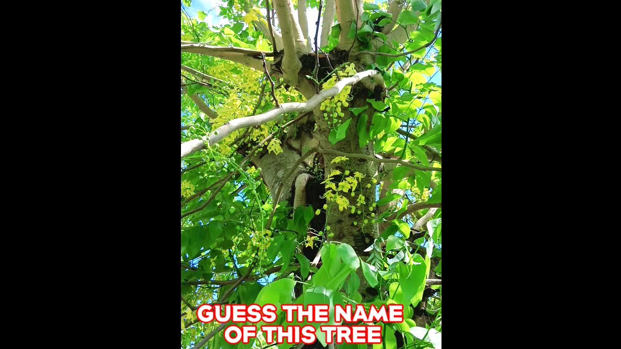 Guess the name of this Tree. - YouTube