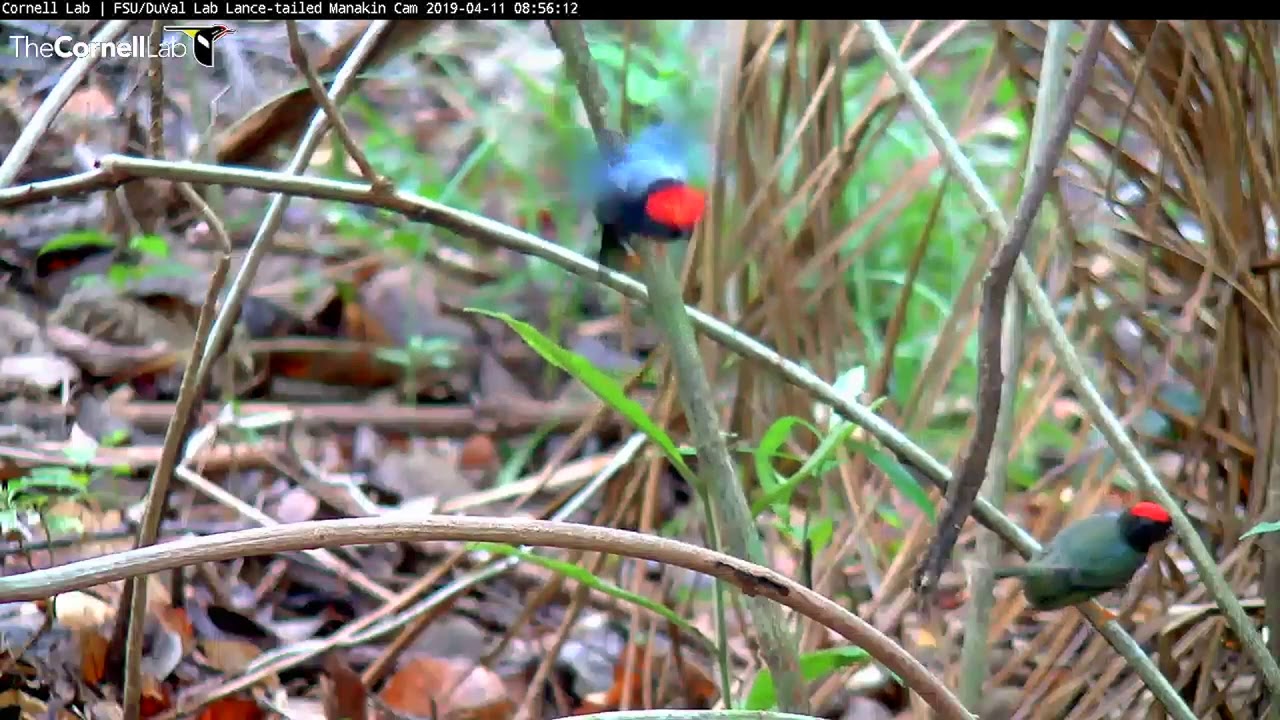 Adult Male And Third Year Male Lance-tailed Manakin Display Together ...