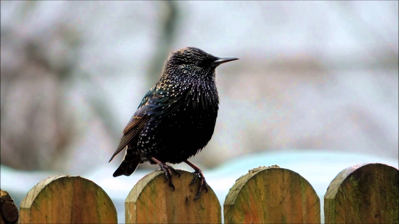 Starling: Chirping, Singing and Feeding - YouTube