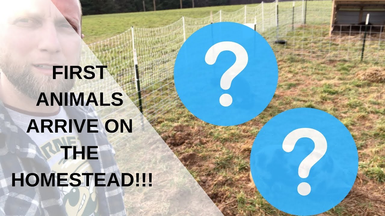 FIRST ANIMALS ON THE HOMESTEAD!!!!!! - YouTube