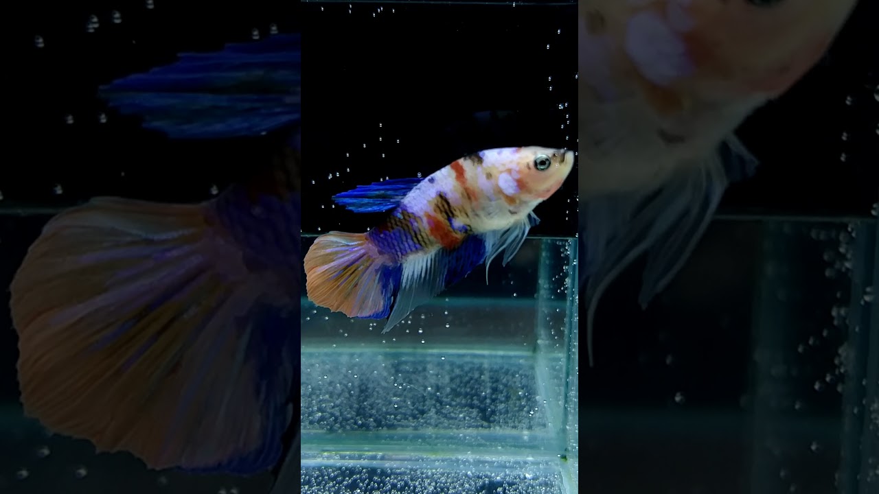 BETTA FISH MULTICOLOR CUPANG MULTICOLOR #cupang #bettafish #breeding # ...
