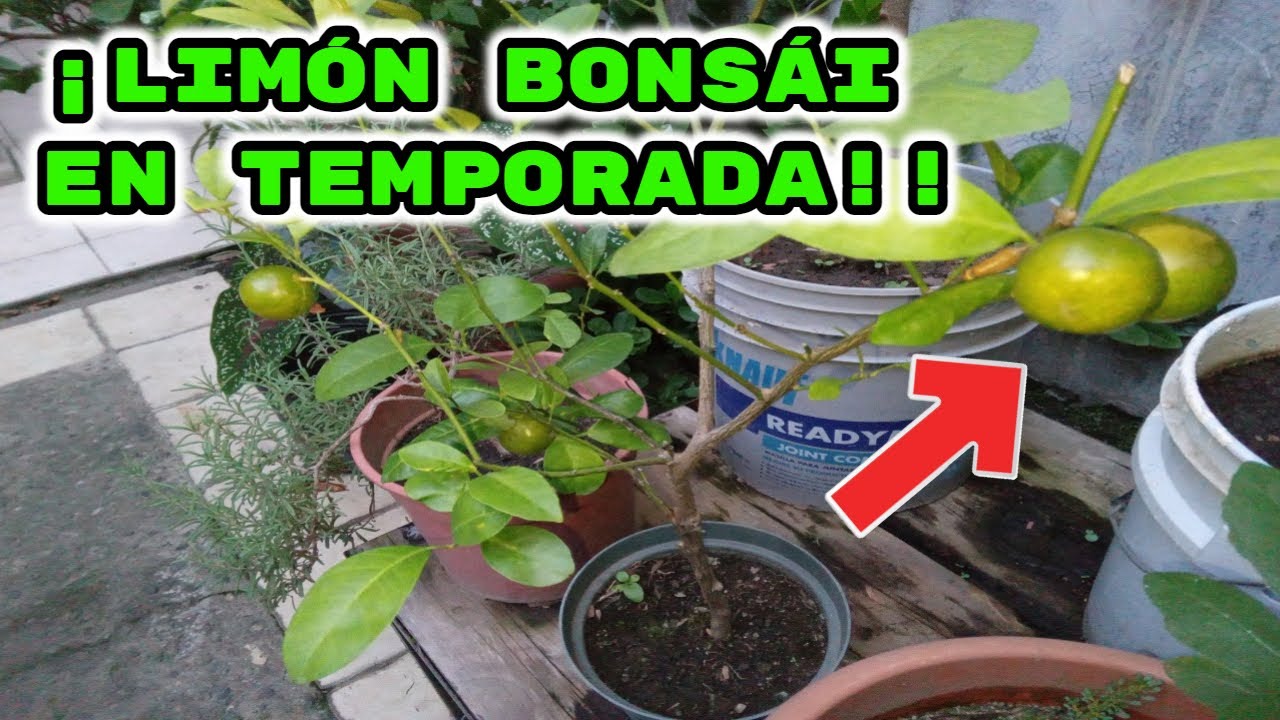 ¡LIMÓN BONSÁI en TEMPORADA de FRUTOS! - ¡Como tener un ÁRBOL de LIMÓN ...