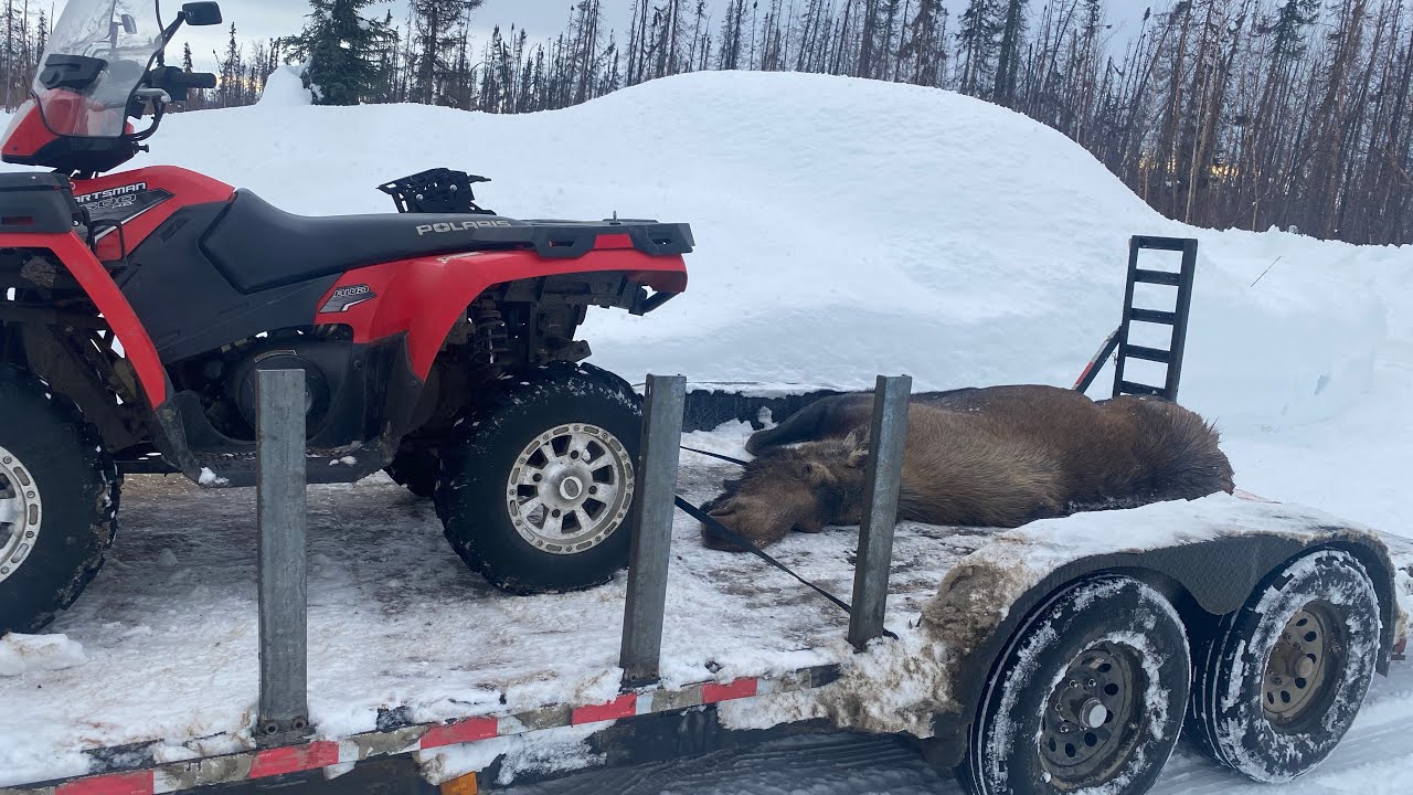 Moose on the trailer - YouTube