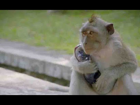 Monos chantajistas: roban pertenencias de turistas para conseguir ...