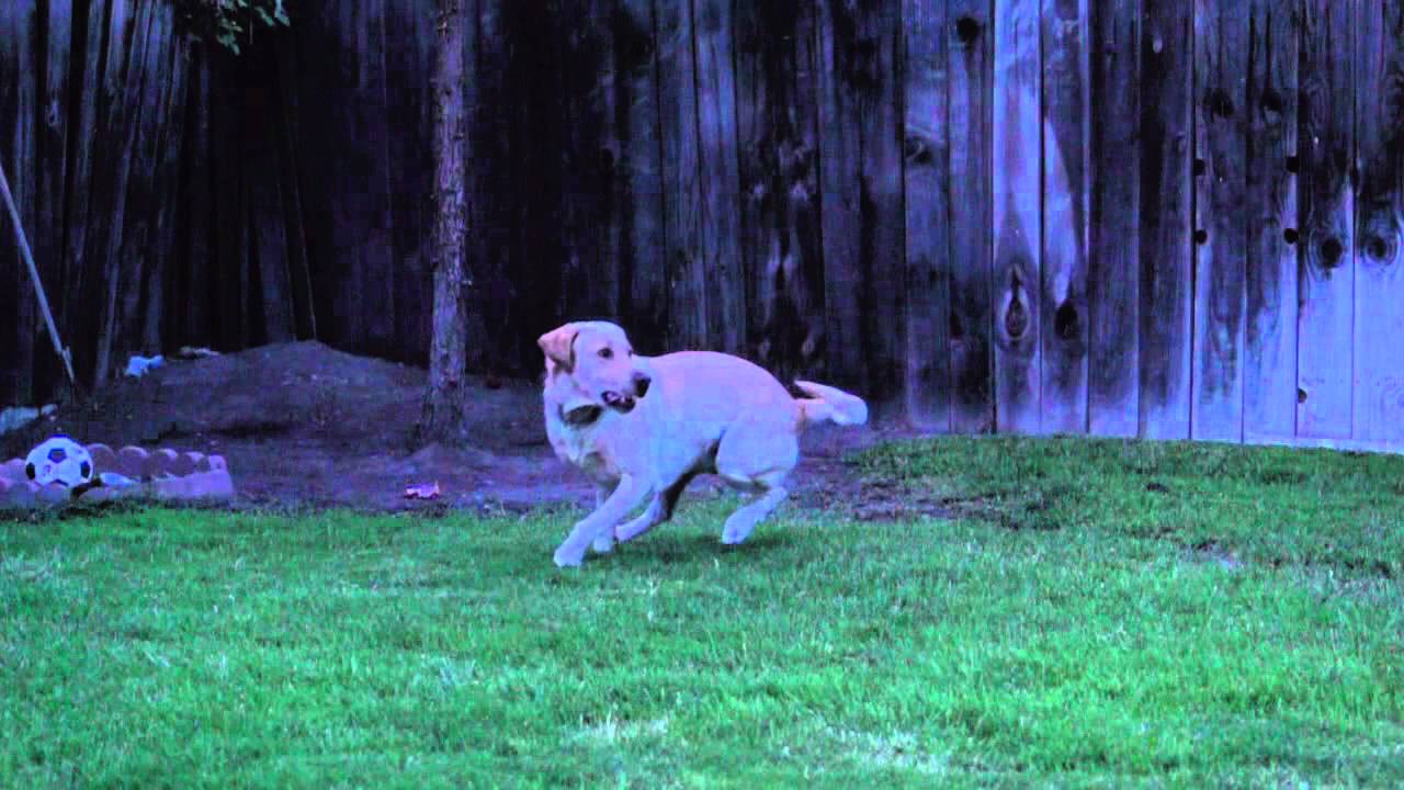 Sony FS700 SloMo Dog.m4v - YouTube