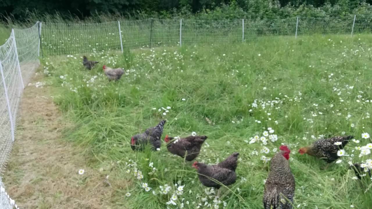 Chicken Paddock Shift System - Coming Soon! - YouTube
