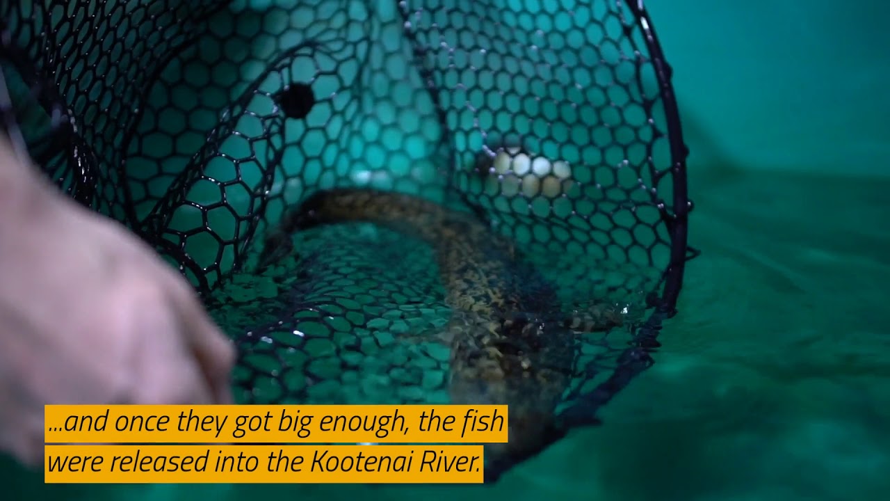 Burbot: Idaho's Freshwater Cod - YouTube