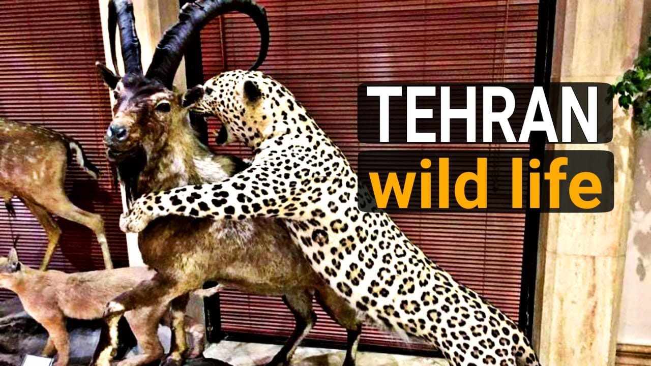 iran/tehran2022 * waiking in Darabad Wildlife Museum*whalk with me ...