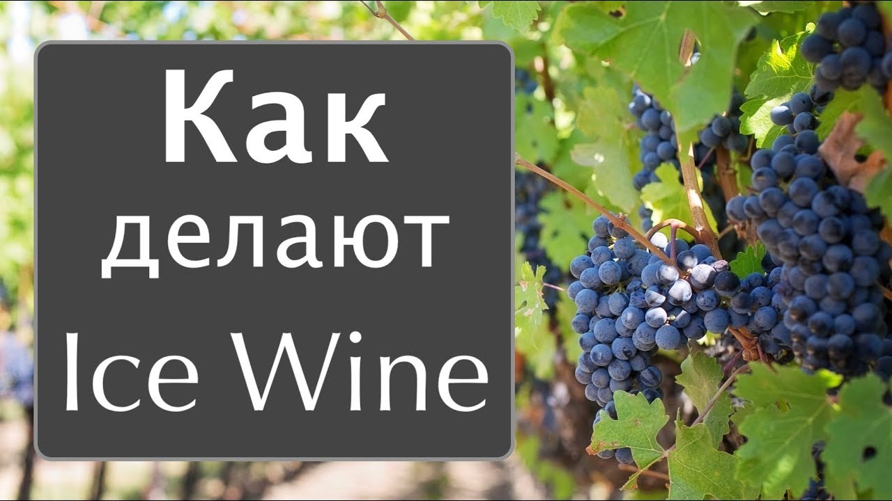 Уникальное ВИНО. Как делают Ice Wine Canada. Эмигрантские истории ...